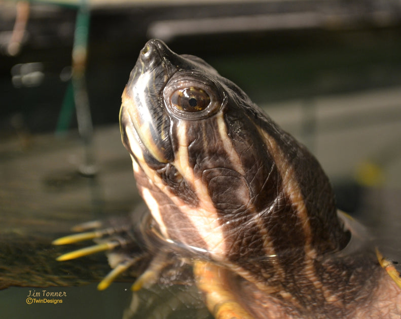 Diane the Turtle Note Cards – TwinDesigns Gift Shop